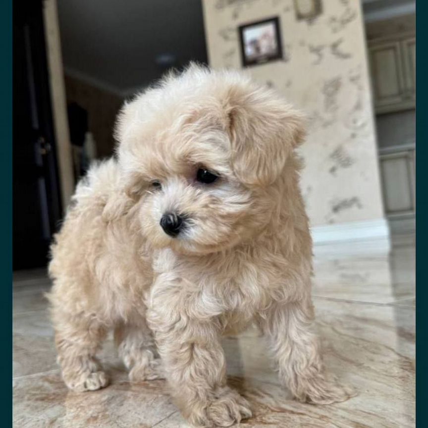 Собаки щенки мальтипу ф1