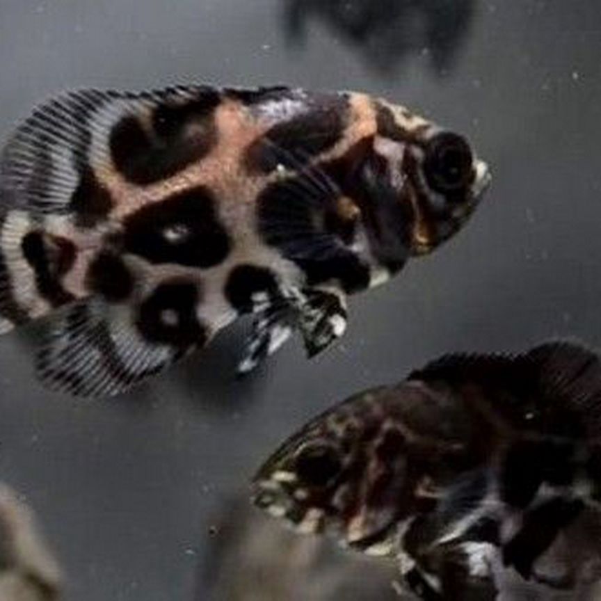 Астронотус