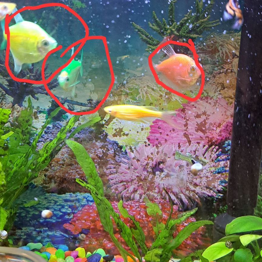 Аквариумные рыбы Тернеция