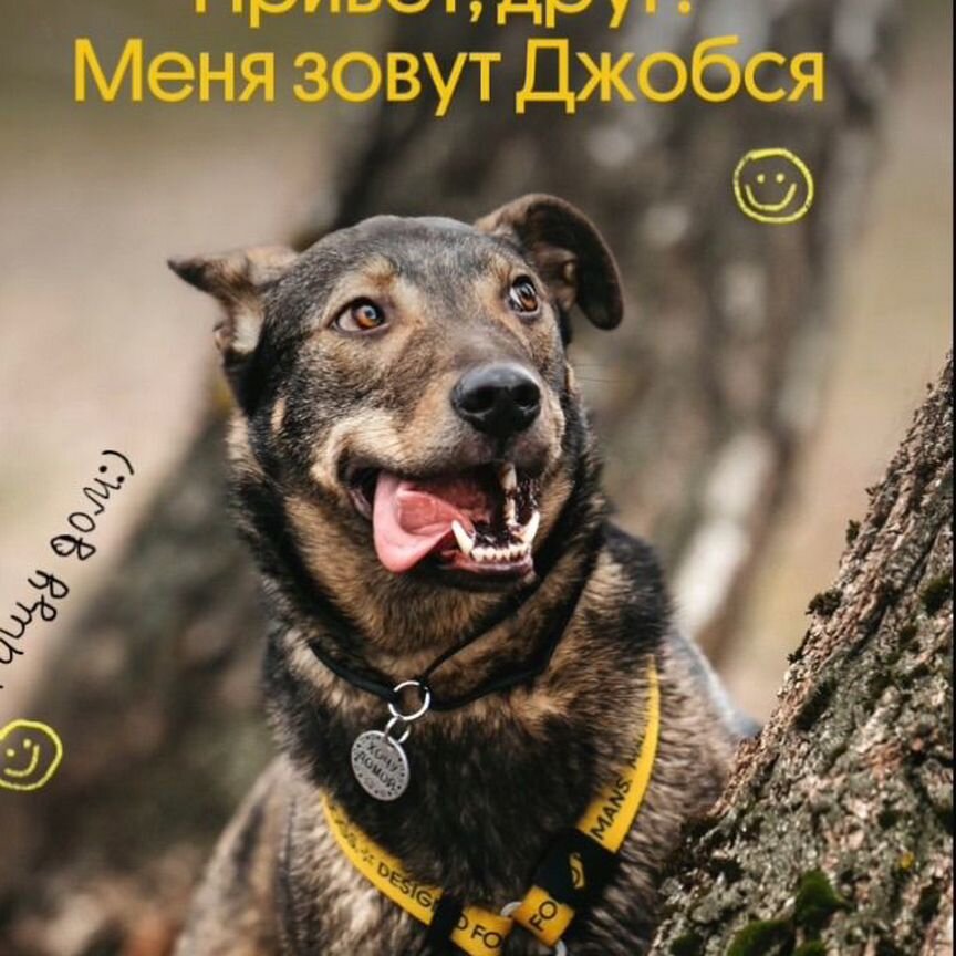 Собака в добрые руки