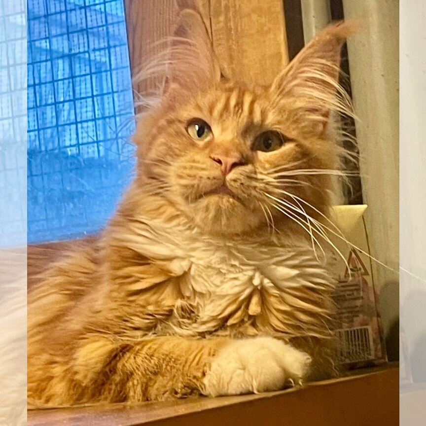 Мейн-кун котёнок