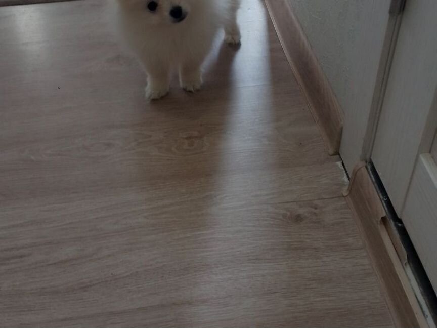 Щенок породы шпиц