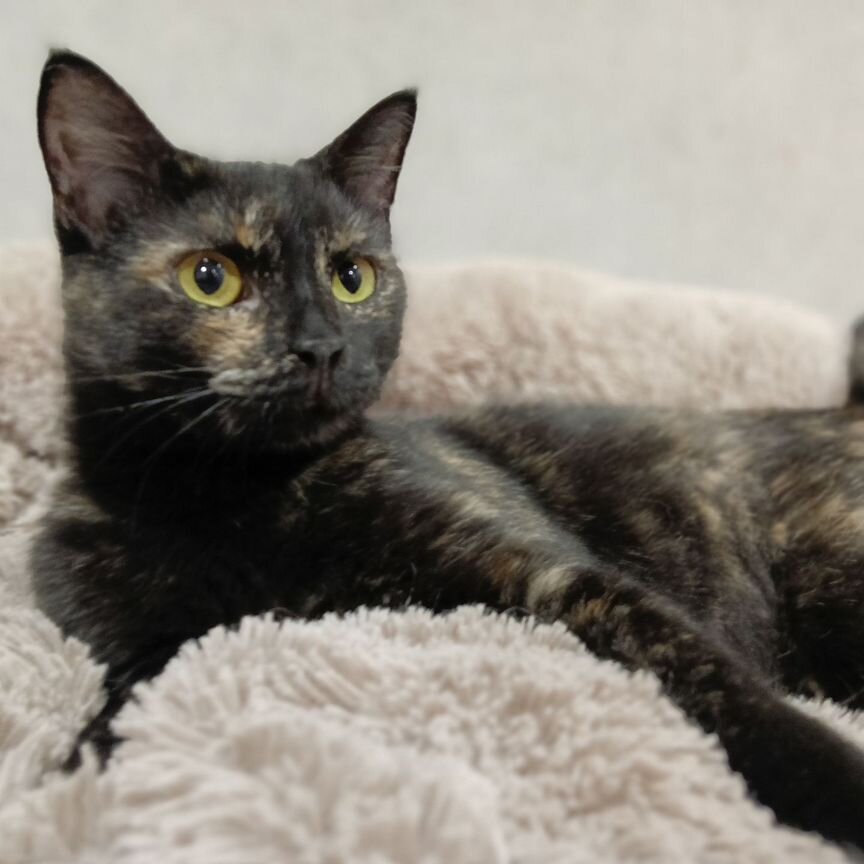 Кошка стерилизованная, в добрые руки