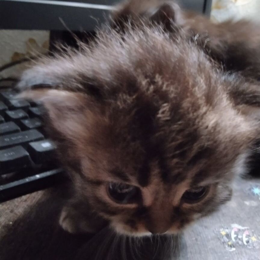 Котята даром серые