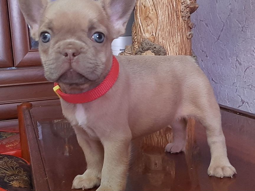 Девочка Изабелла ждёт Вас