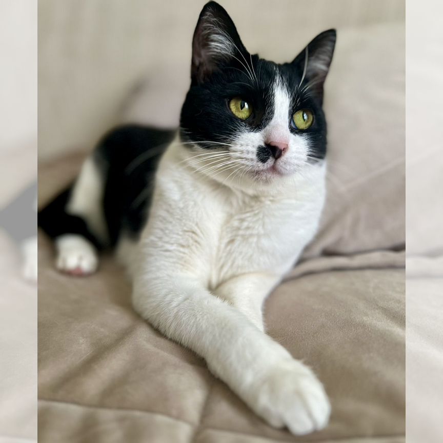 Взрослая, кошка в добрые руки