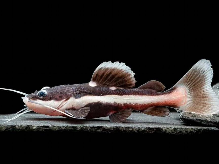 Сом фрактоцефалус краснохвостый