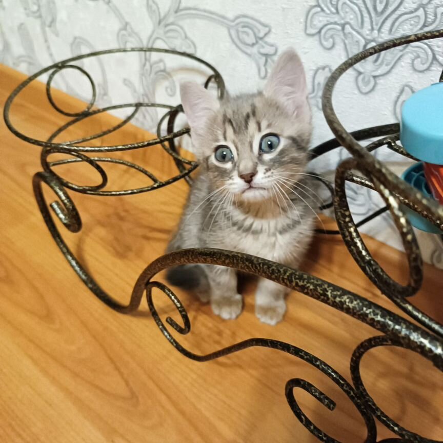 Котята в добрые руки даром