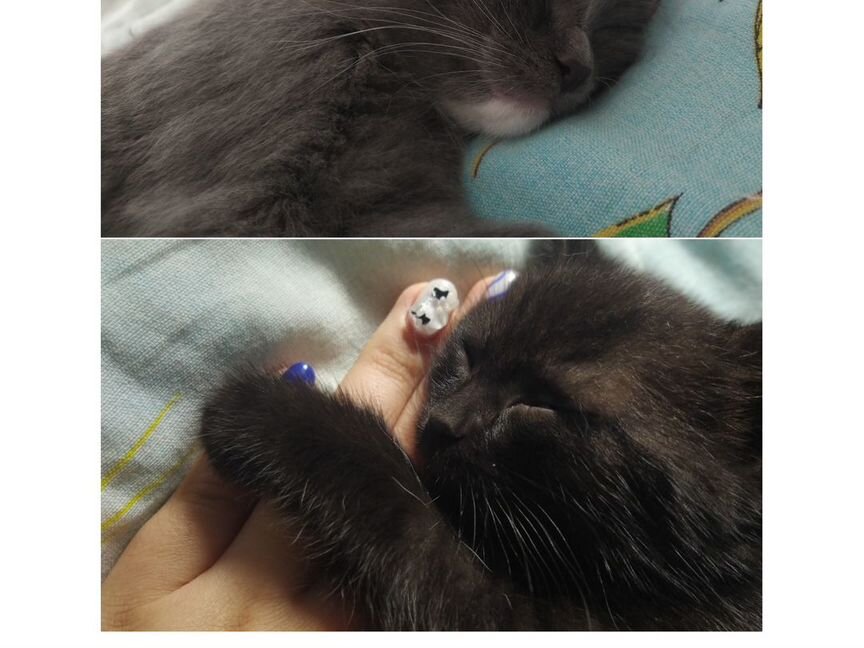 Котята, котёнок, кот, кошечка