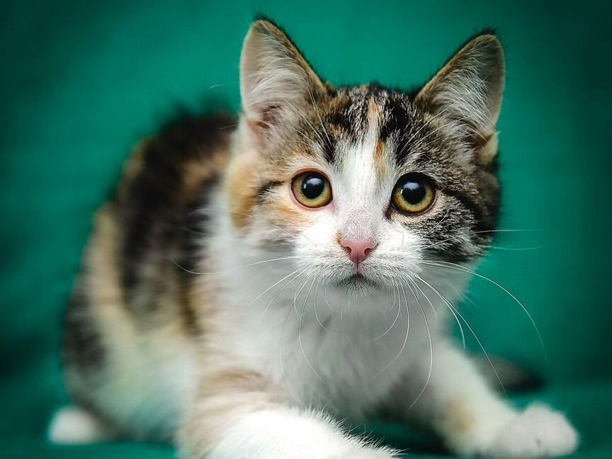 Расписная акварелька Пуся в поисках дома