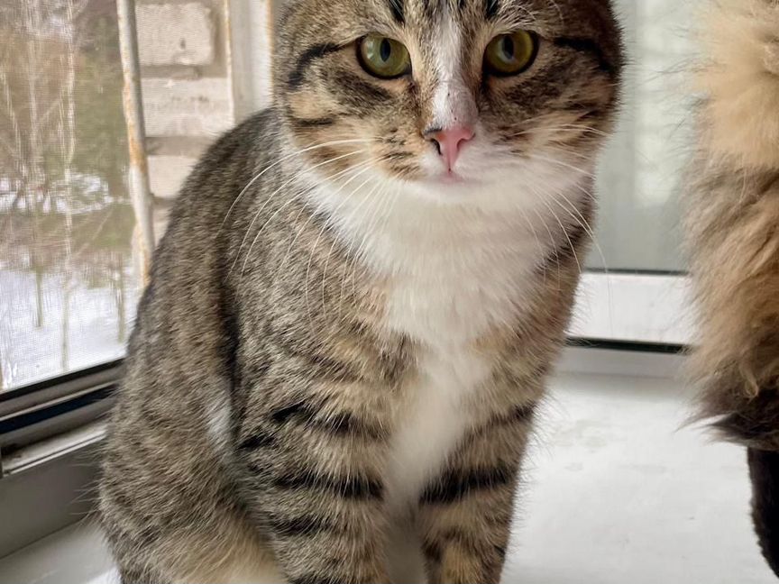 Котик мечты