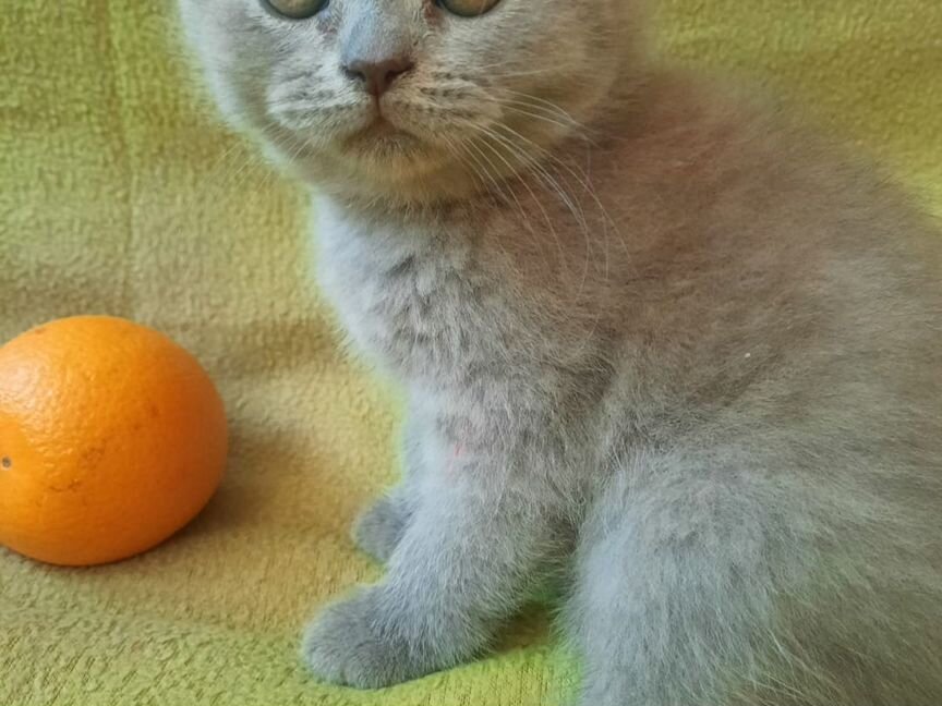 Британские пирожки