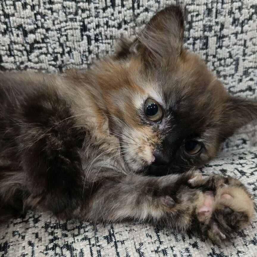 Ориентальный котёнок