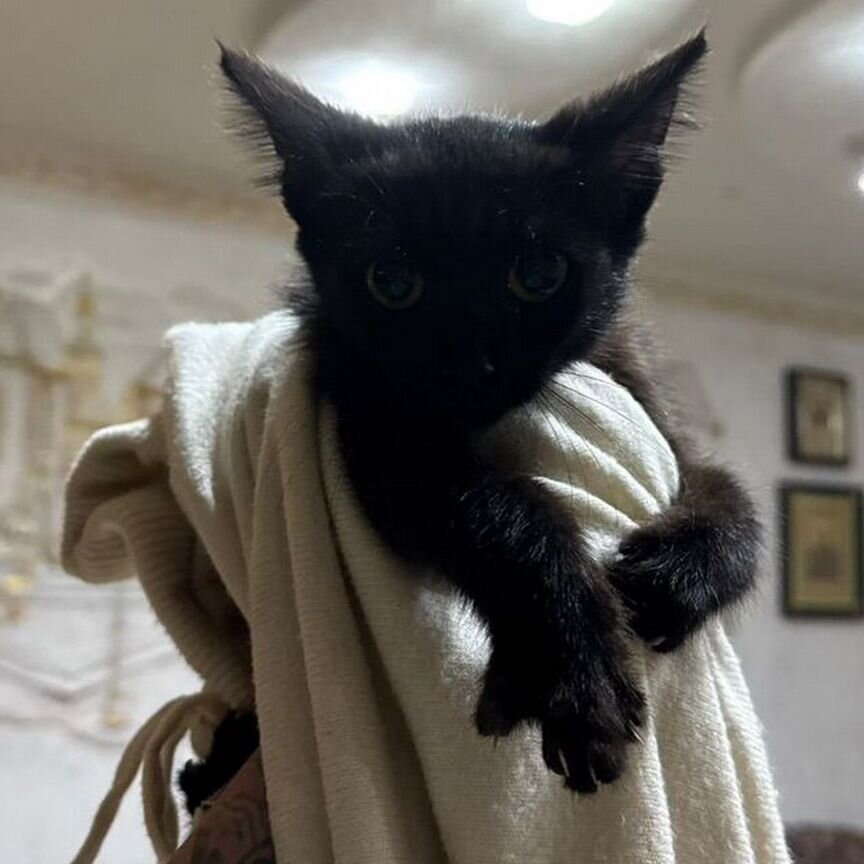 Ищу передержку и дом маленькому котенку