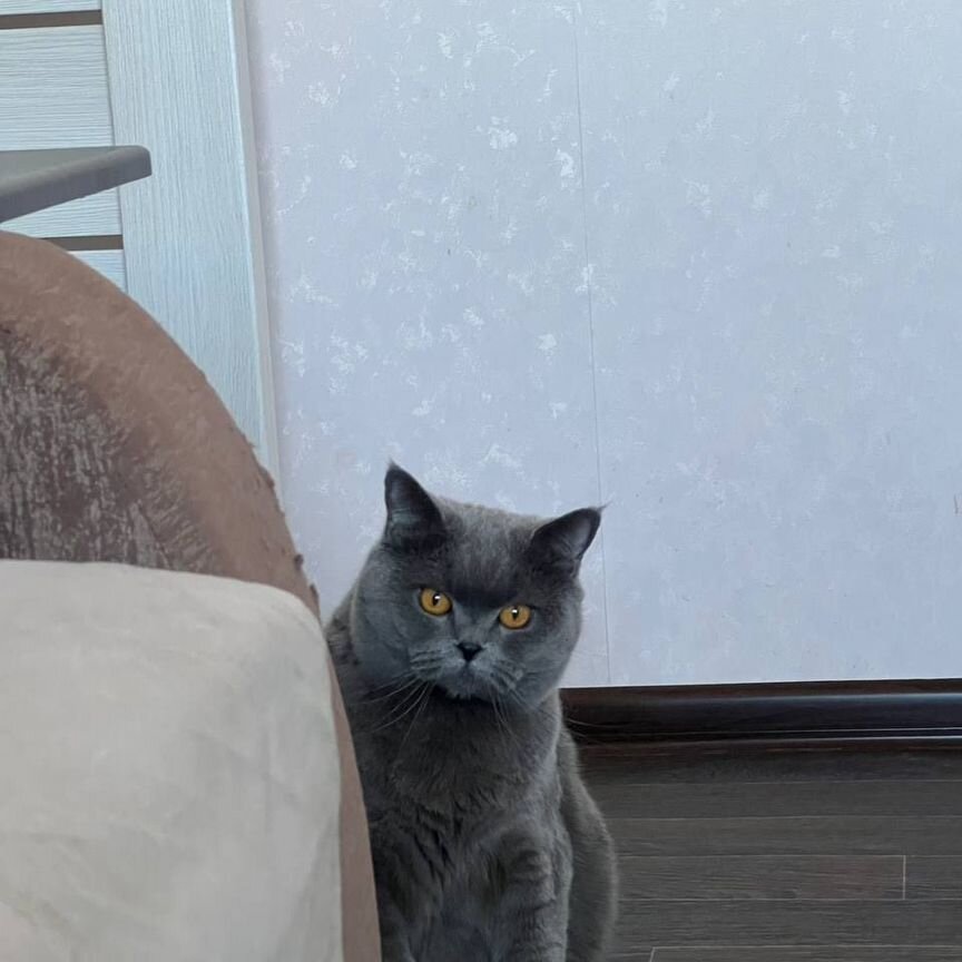 Котик в добрые руки