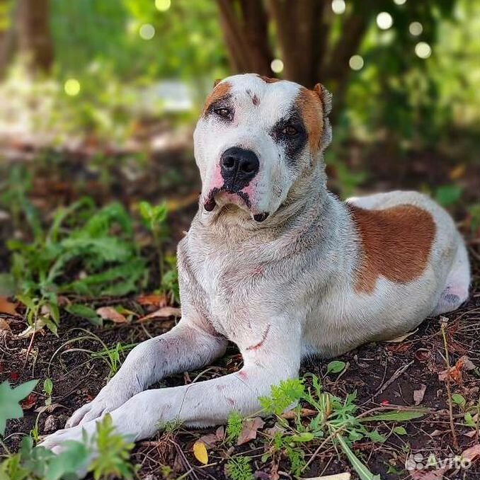 Красавчик Элвис ищет дом