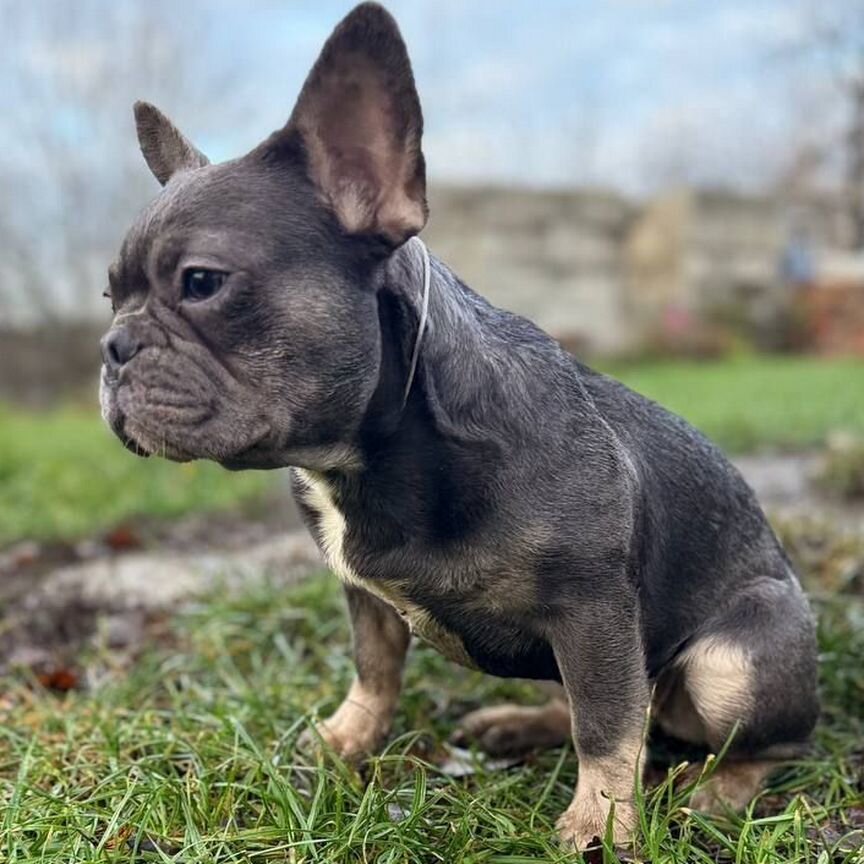 Французский бульдог, щенок