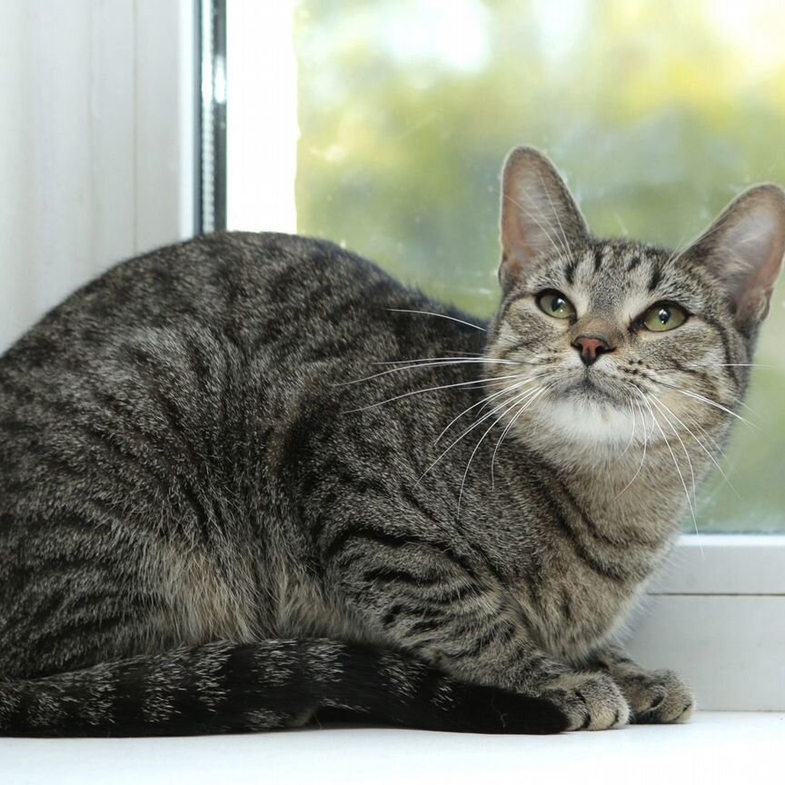 Кошка Лариса