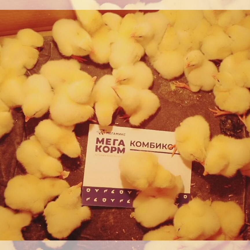 Цыплята бройлеры кобб 500 подрощенные