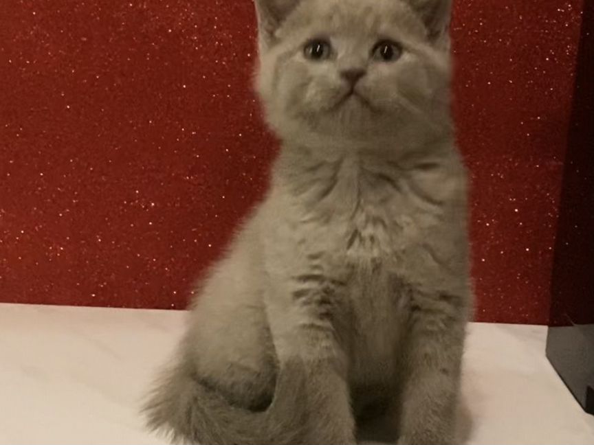 Британские котята мальчики