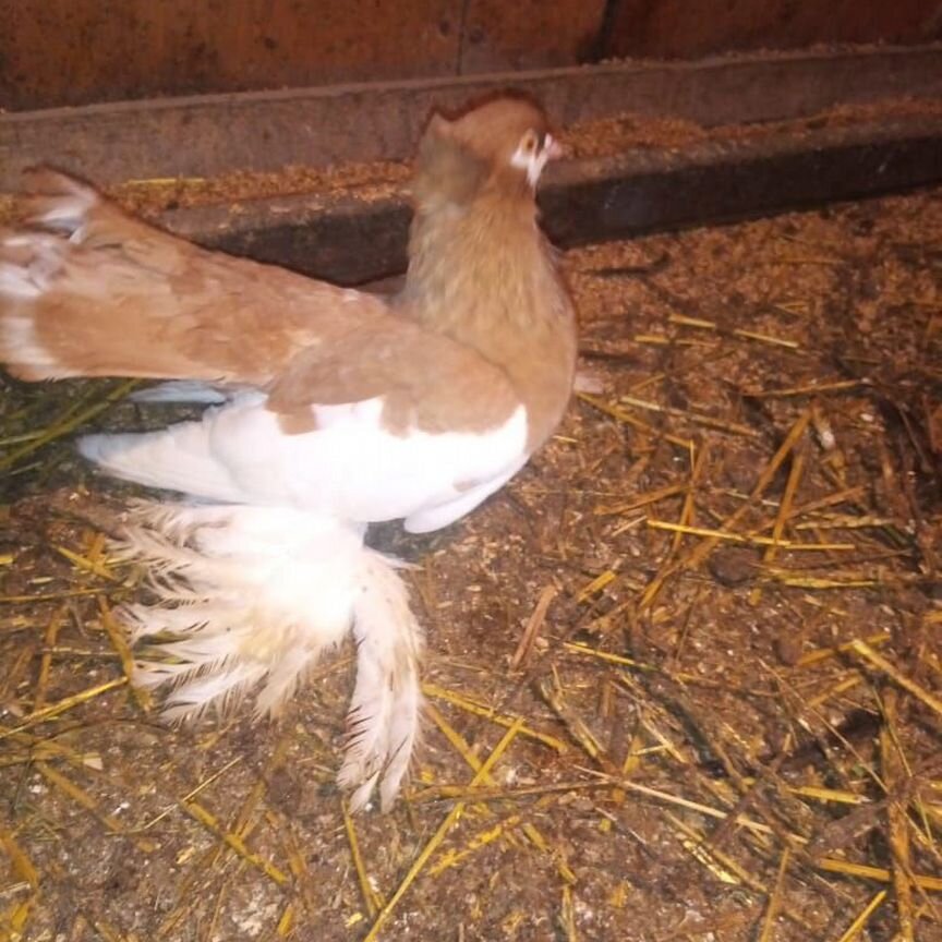 Продам голубку