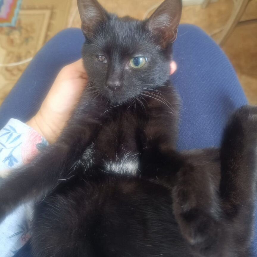 Черная кошка с сердечком