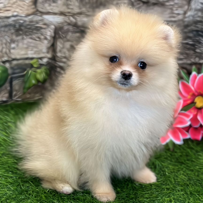 Померанский шпиц, щенок