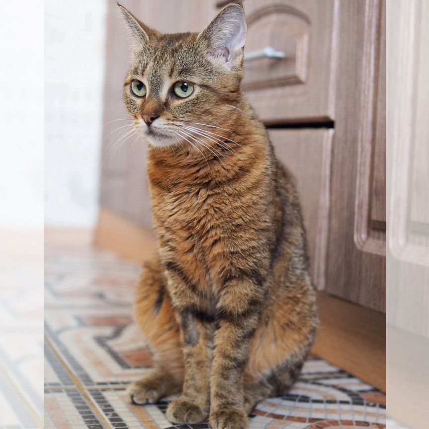 Взрослая кошка бесплатно