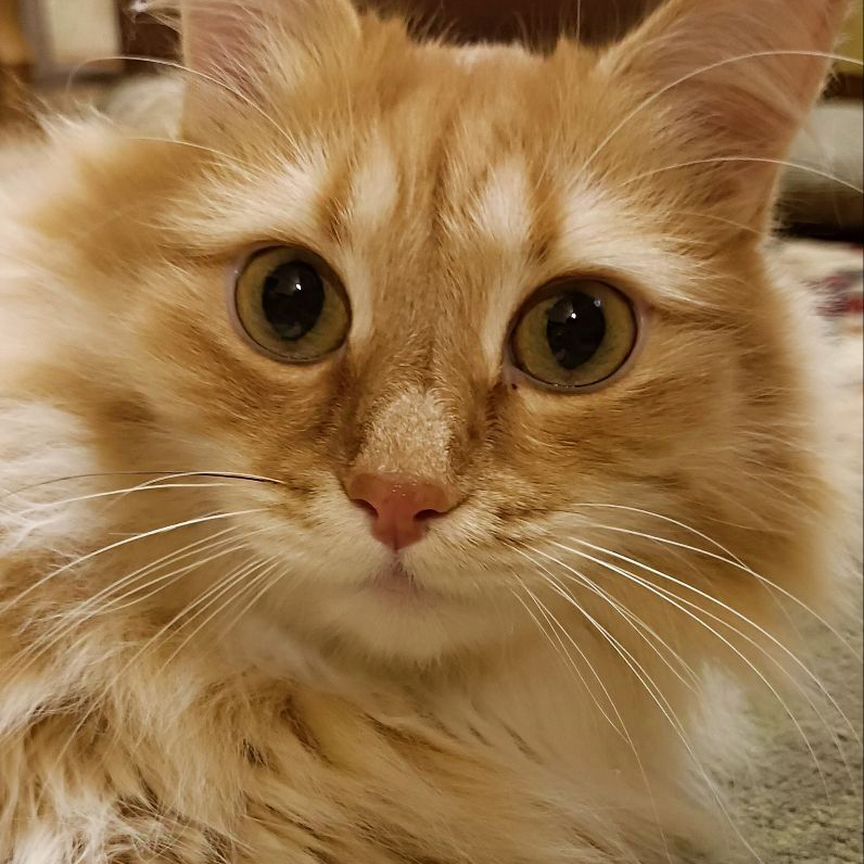 Красавец сибиряк