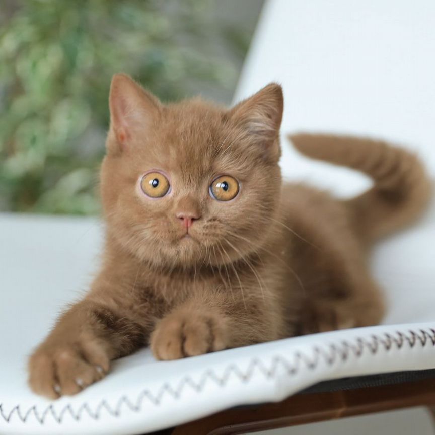 Британский короткошёрстный котёнок