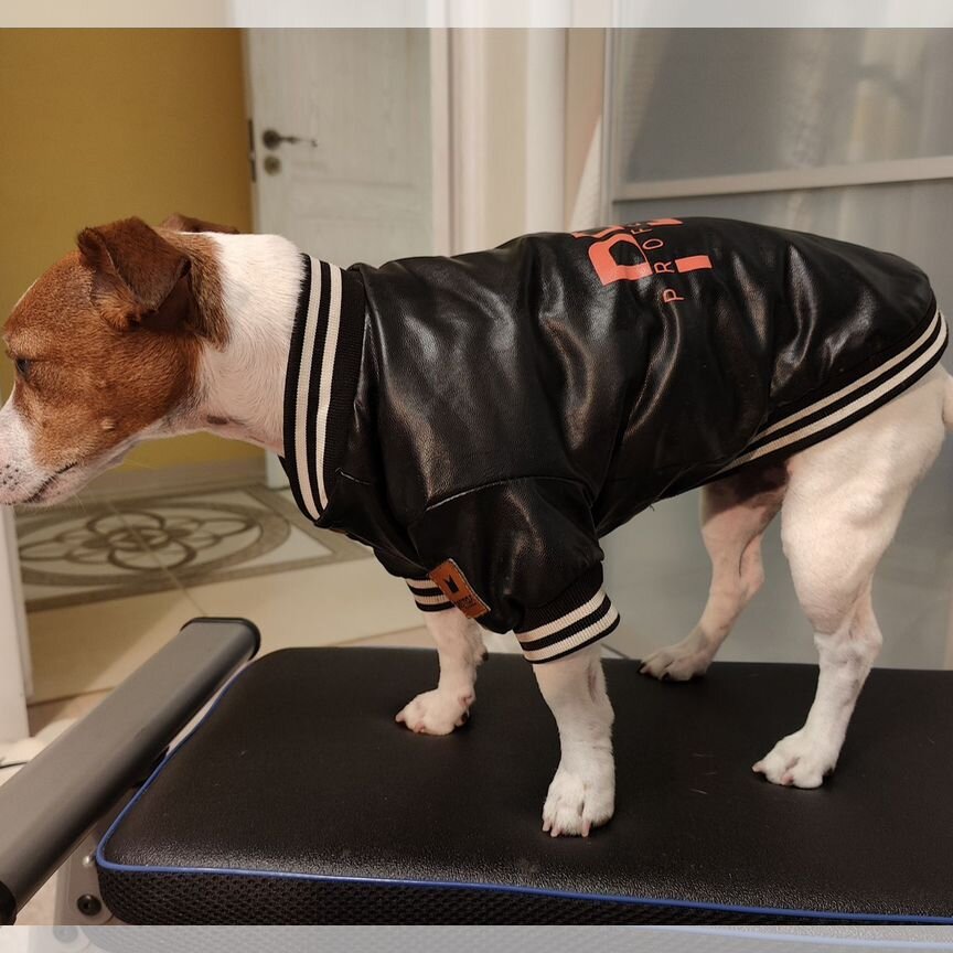 Одежда для собак