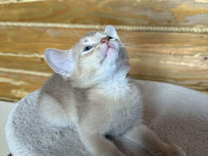 Абиссинская кошка