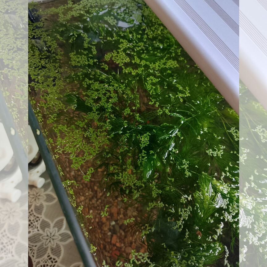 Водоросли для аквариум бесплатно