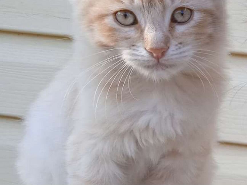 Котята в добрые руки бесплатно