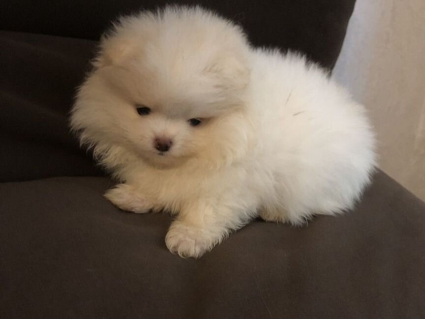 Щеночки шпица