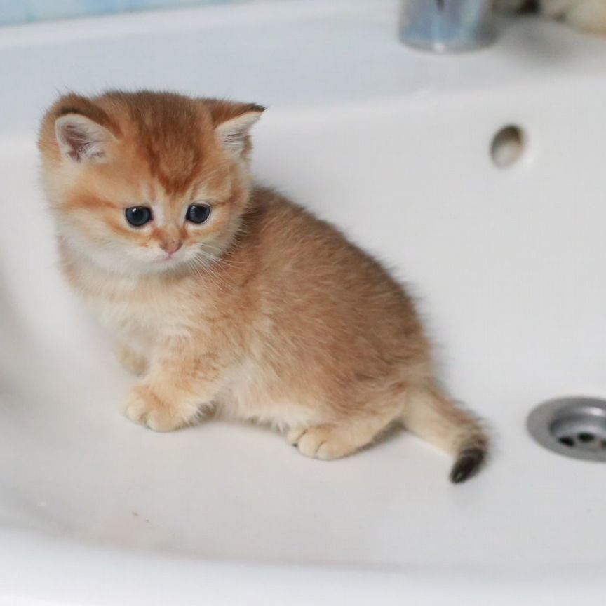 Британский короткошёрстный котёнок