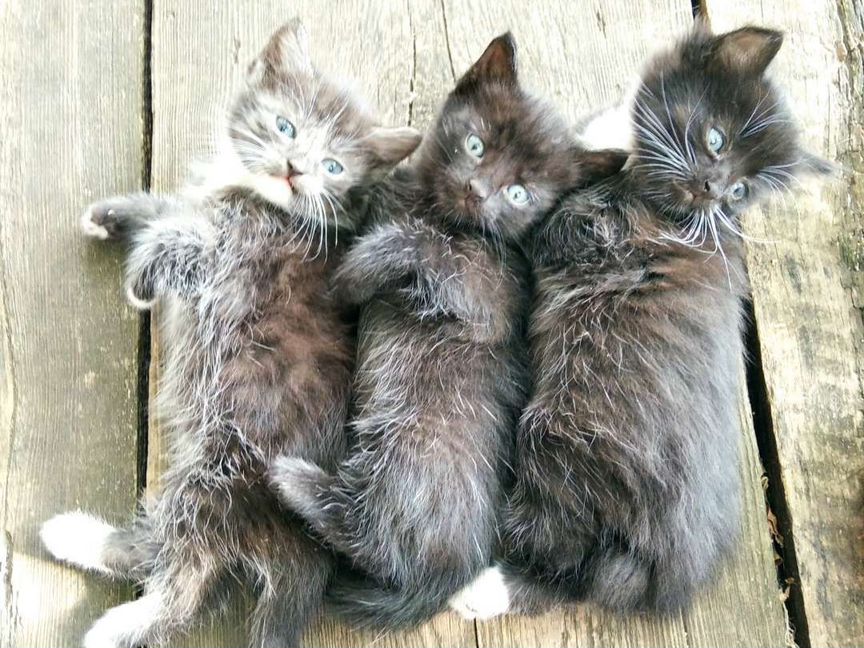 Вислоухие, с коротким хвостом и обычные котята