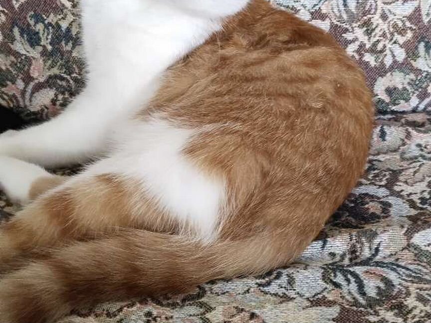 Замечательный котик в семью