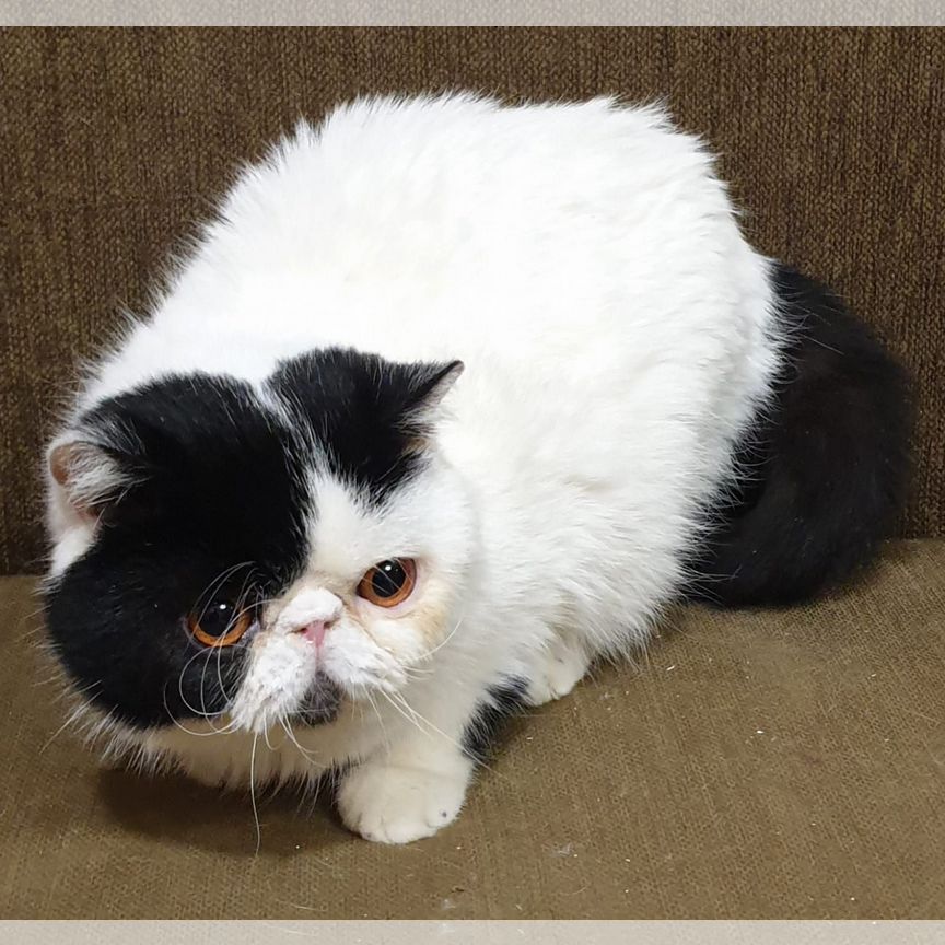 Котик экзотик