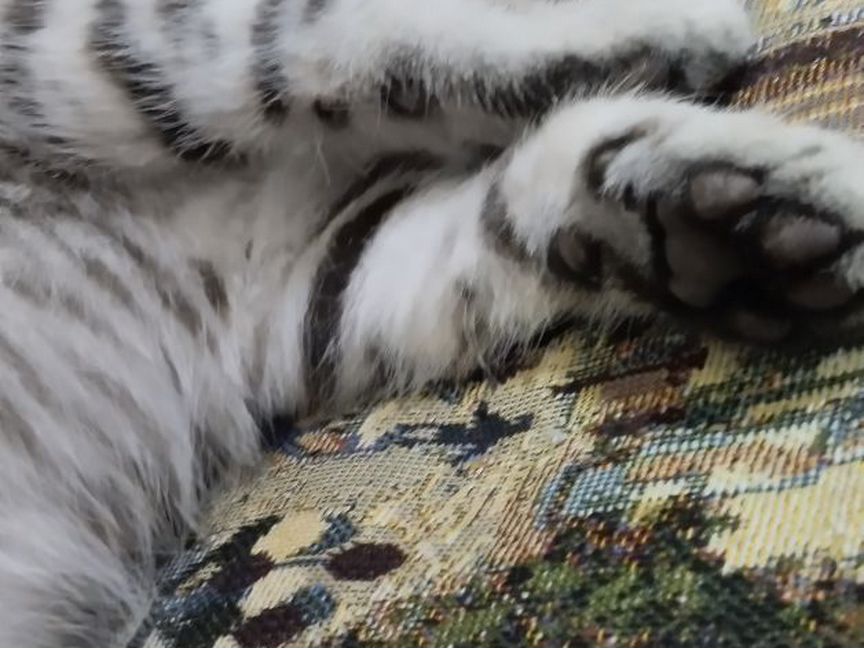 Котенок рингтейл