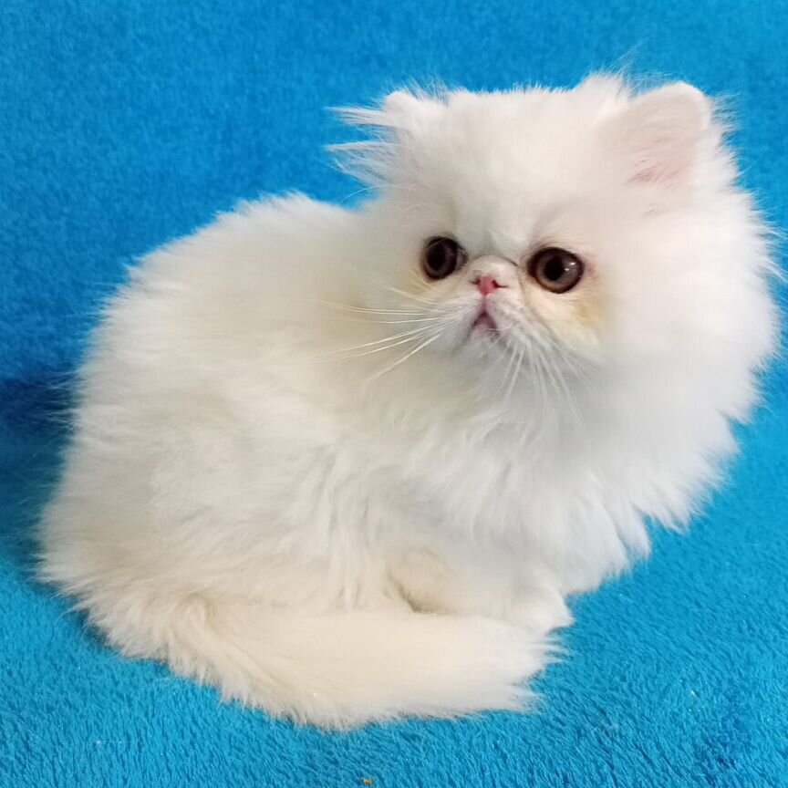 Персидские котята