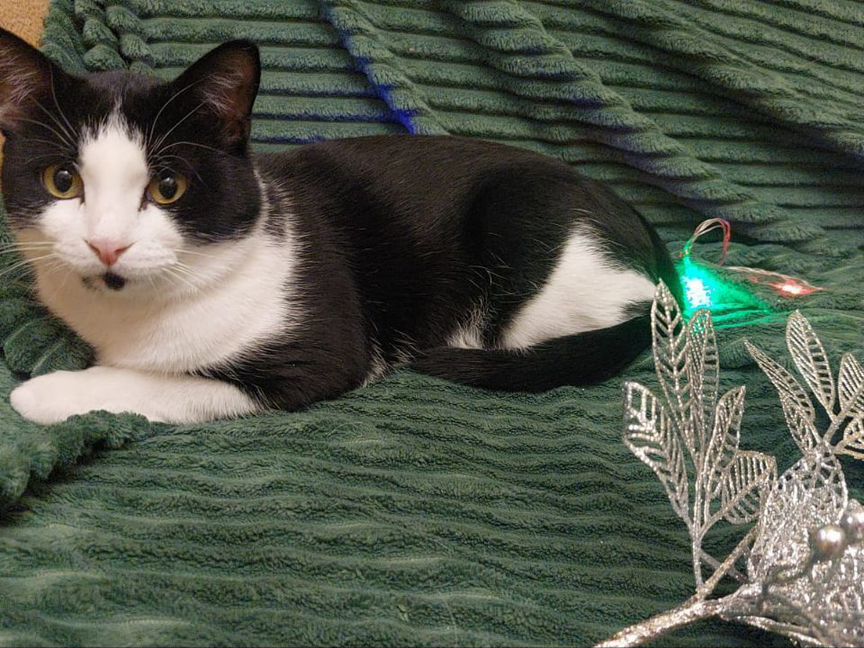 Лечащий молоденький котик Том,метис,1,5года,в дар