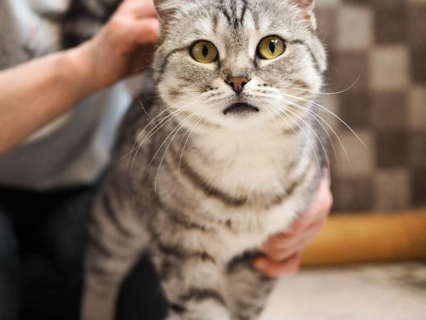 Кошка в дар