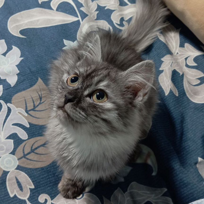 Домашнее животное в добрые руки