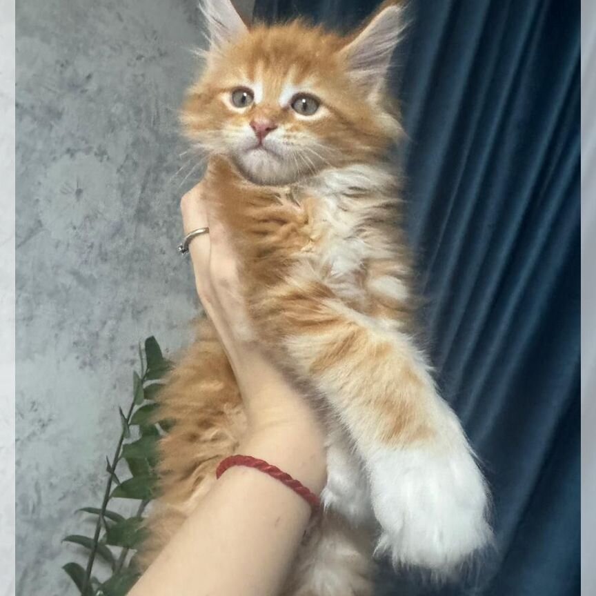 Мейн-кун котёнок