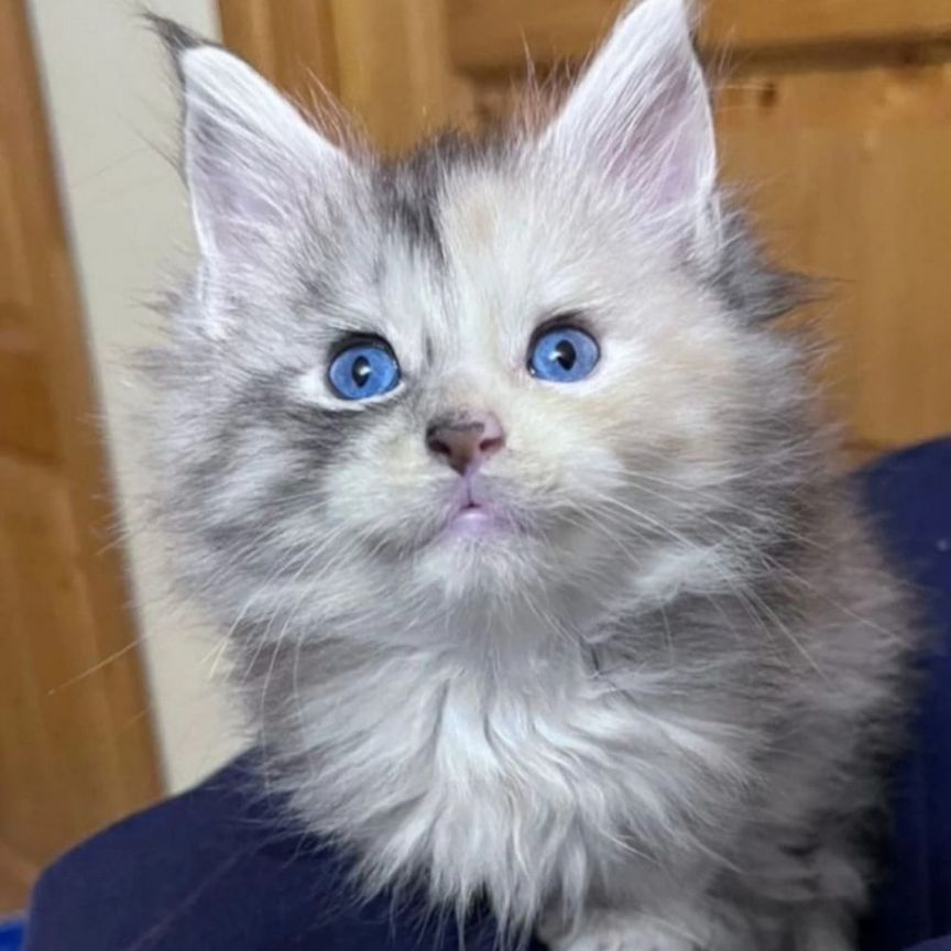 Мейн-кун кошка доминантные голубые глаза