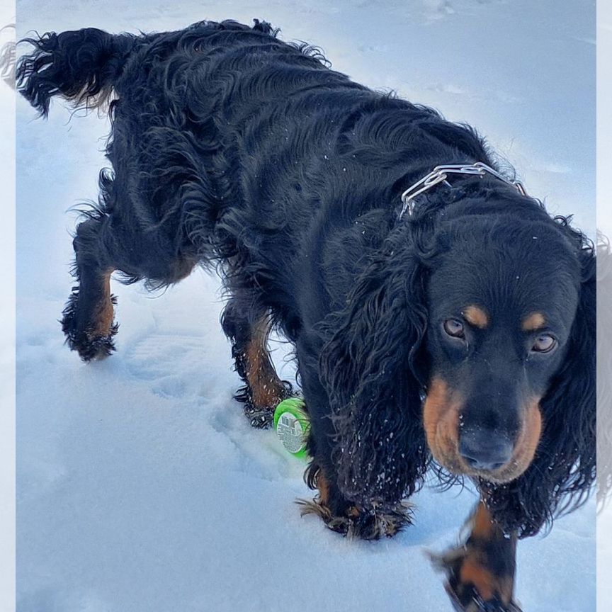 Случка собак