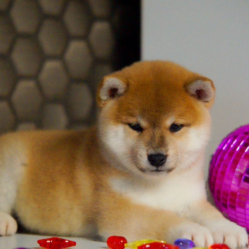 Сиба малыши / питомник