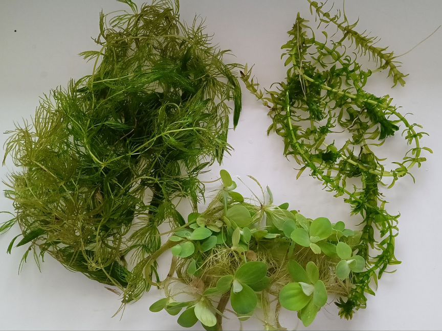 Аквариумные растения. Прополка