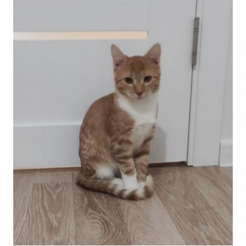 Котëнка мальчик 5 мес. ласковый